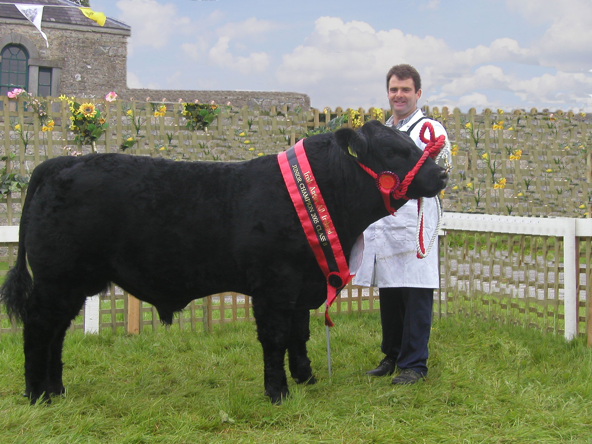 Darima Big Mac - Goulding Angus - Breeding pedigree Irish Aberdeen ...