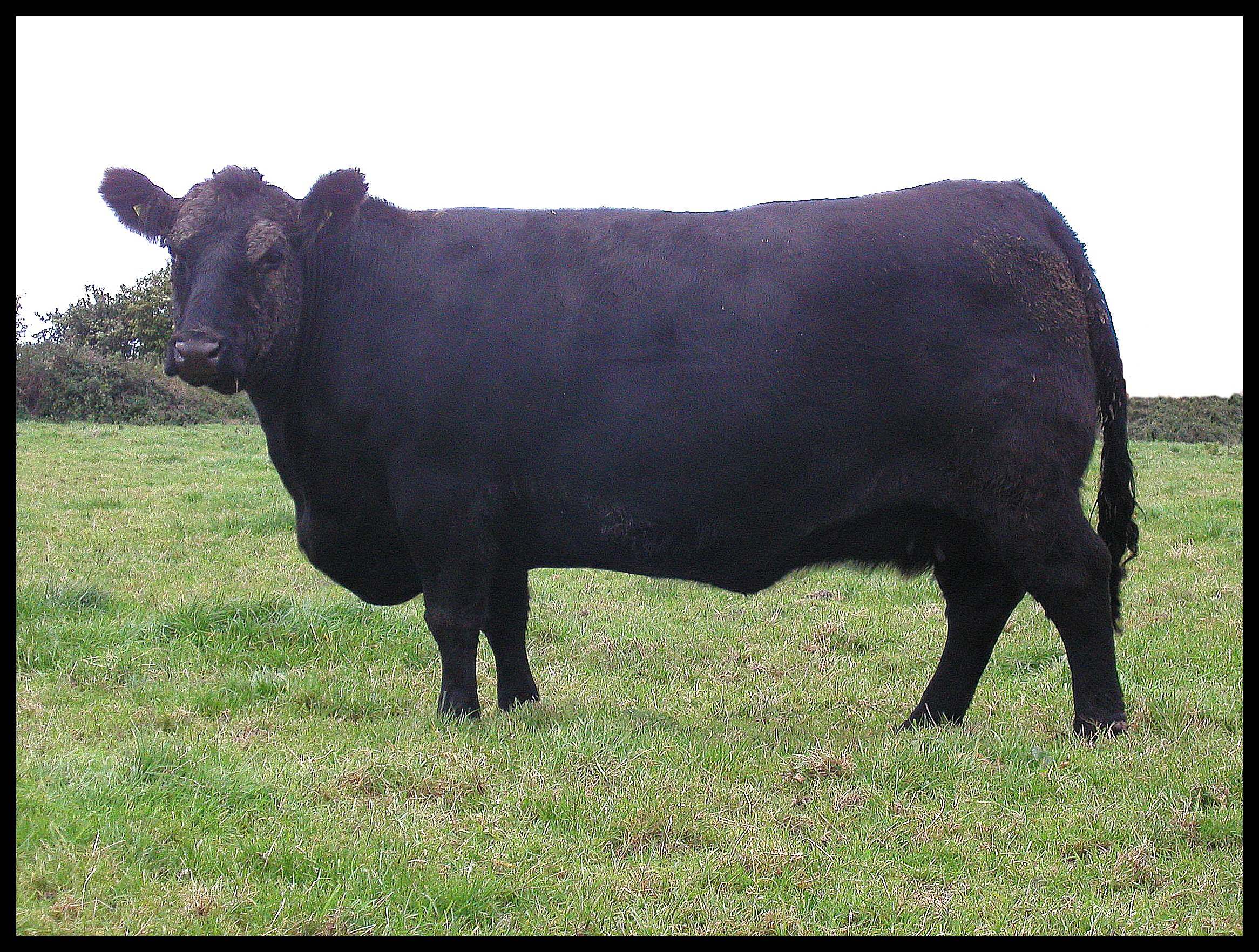 Darima Patriot - Goulding Angus - Breeding pedigree Irish Aberdeen ...