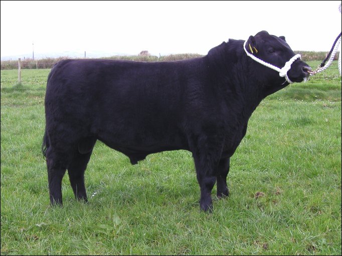 Goulding Philip - Goulding Angus - Breeding pedigree Irish Aberdeen ...