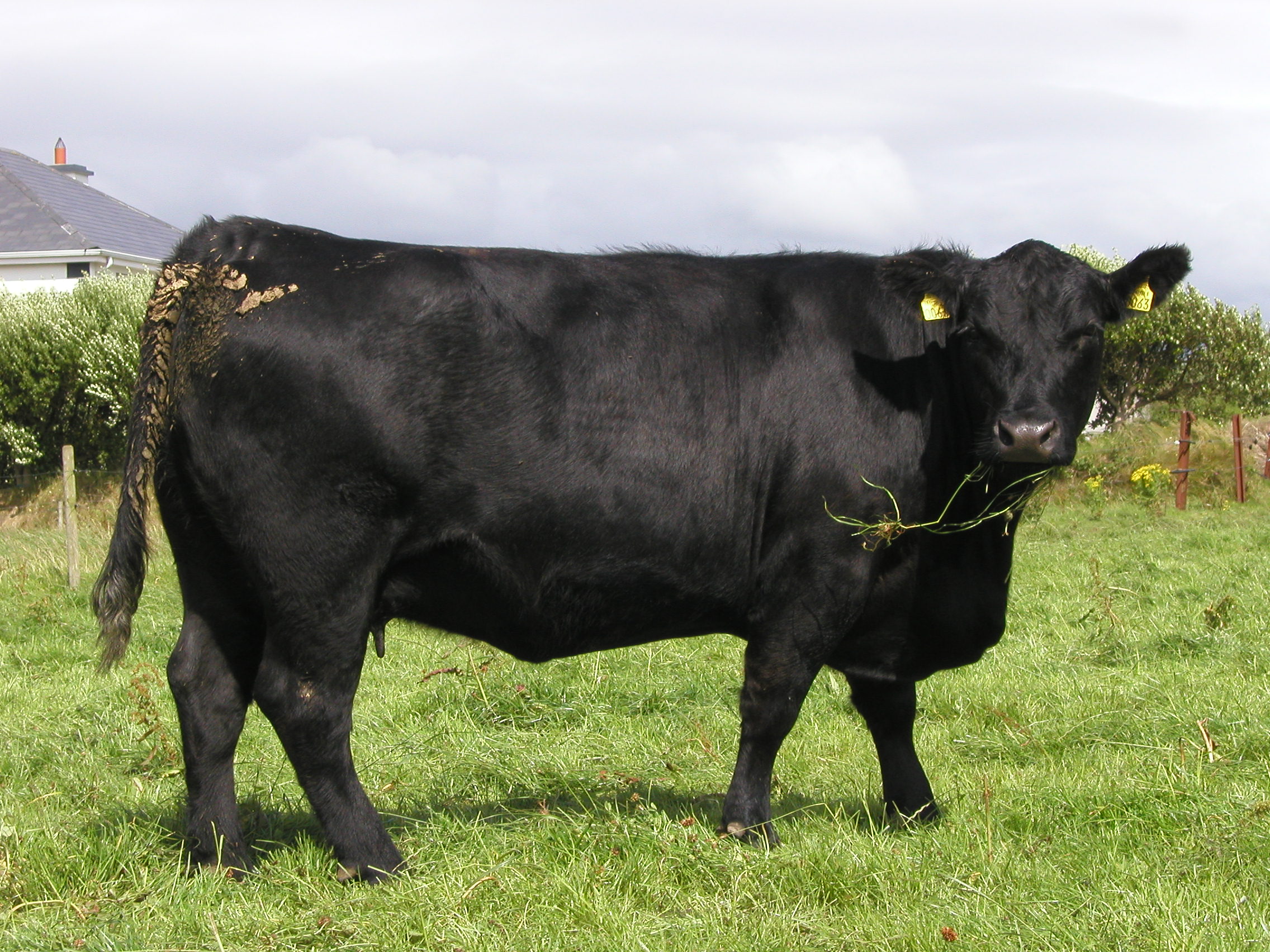 Darima Phillipa 63 - Goulding Angus - Breeding pedigree Irish Aberdeen ...