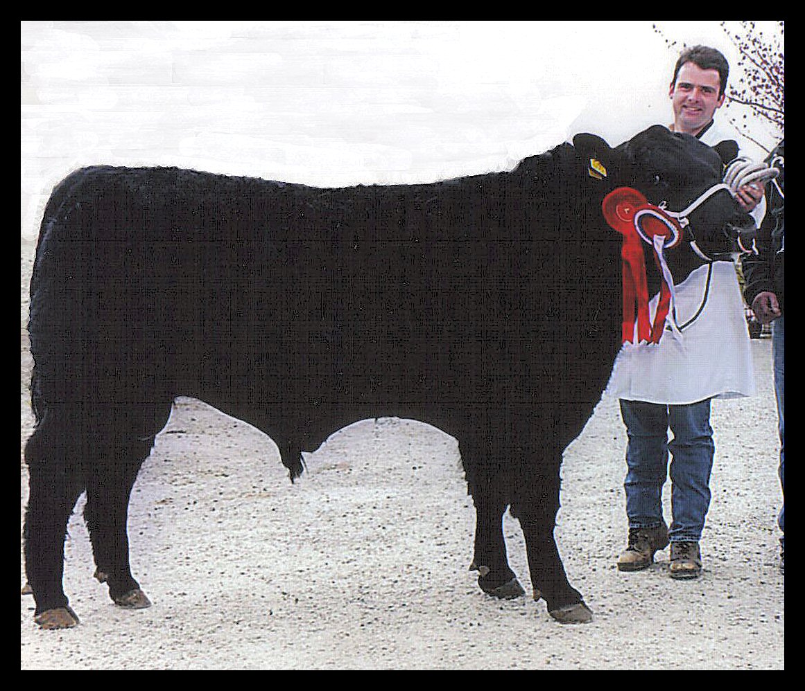 Darima Usher - Goulding Angus - Breeding pedigree Irish Aberdeen Angus ...