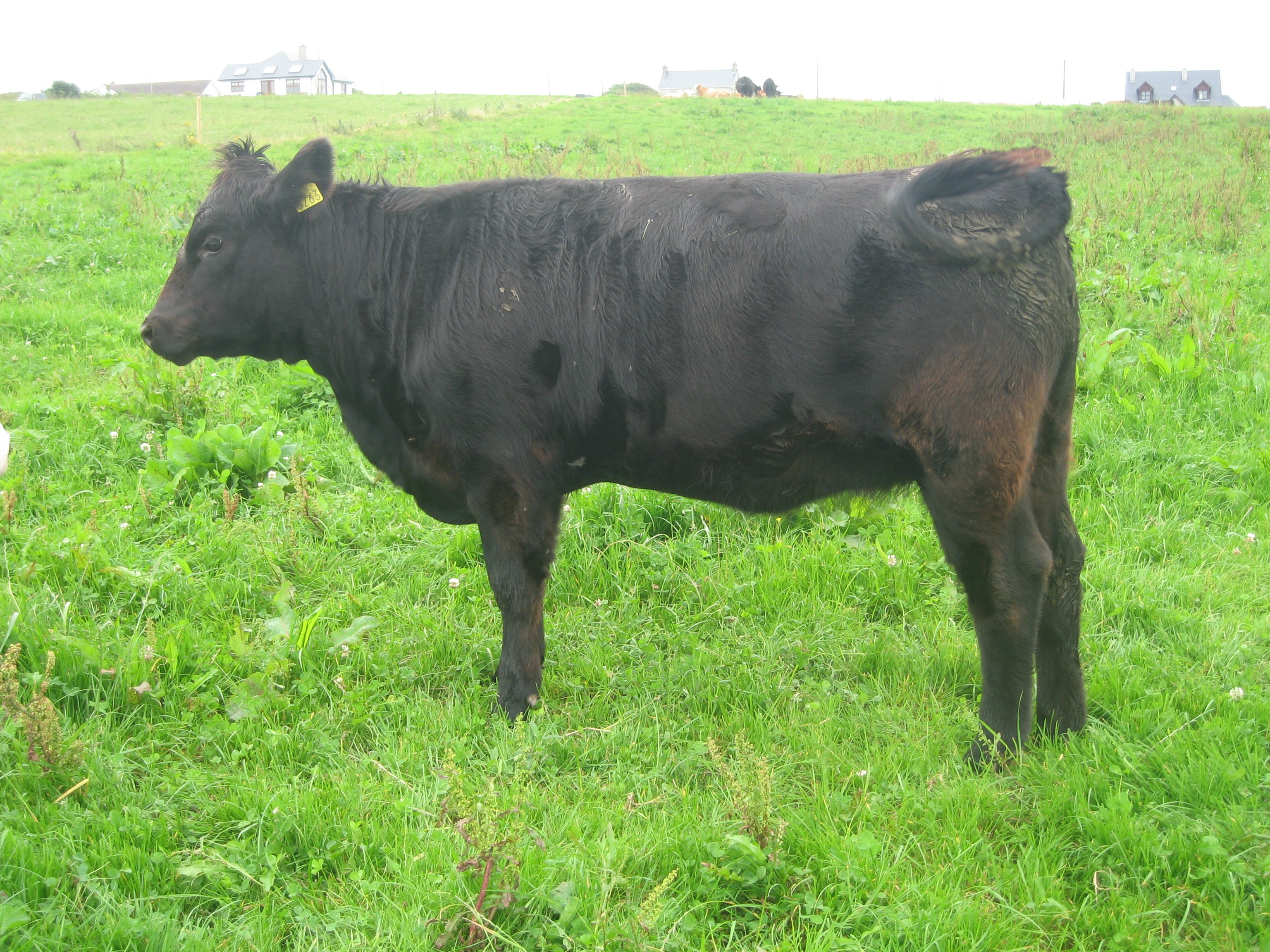 Goulding Crystal - Goulding Angus - Breeding pedigree Irish Aberdeen ...
