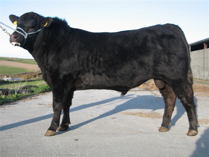 Goulding Dynastic Patriot - Goulding Angus - Breeding pedigree Irish ...