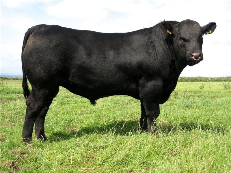Goulding Extra ET - Goulding Angus - Breeding pedigree Irish Aberdeen ...