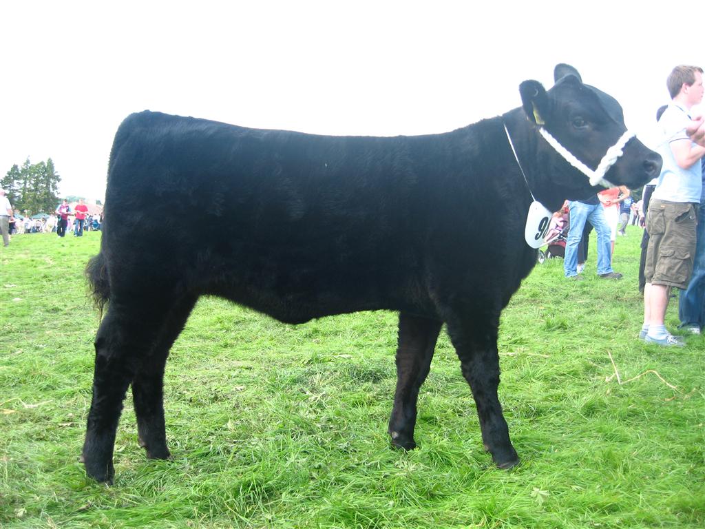 Goulding Jane 434 - Goulding Angus - Breeding pedigree Irish Aberdeen ...