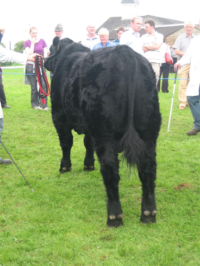 Goulding Tobby F203 - Goulding Angus - Breeding pedigree Irish Aberdeen ...