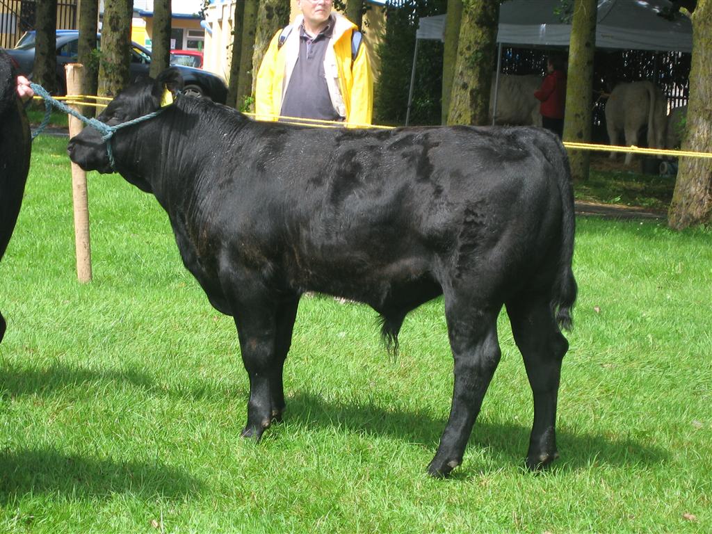 Goulding Lord Hector - Goulding Angus - Breeding pedigree Irish ...