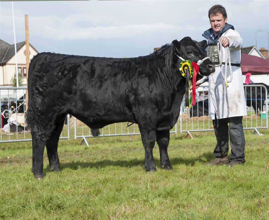 Goulding Jim Dandy - All Ireland Res. Jnr. Champion - Goulding Angus ...