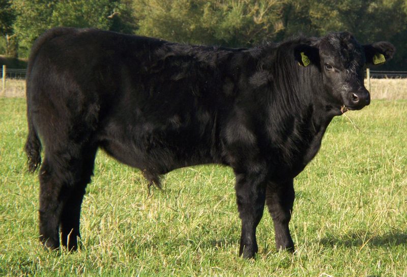 New stock bull! - Goulding Angus - Breeding pedigree Irish Aberdeen ...