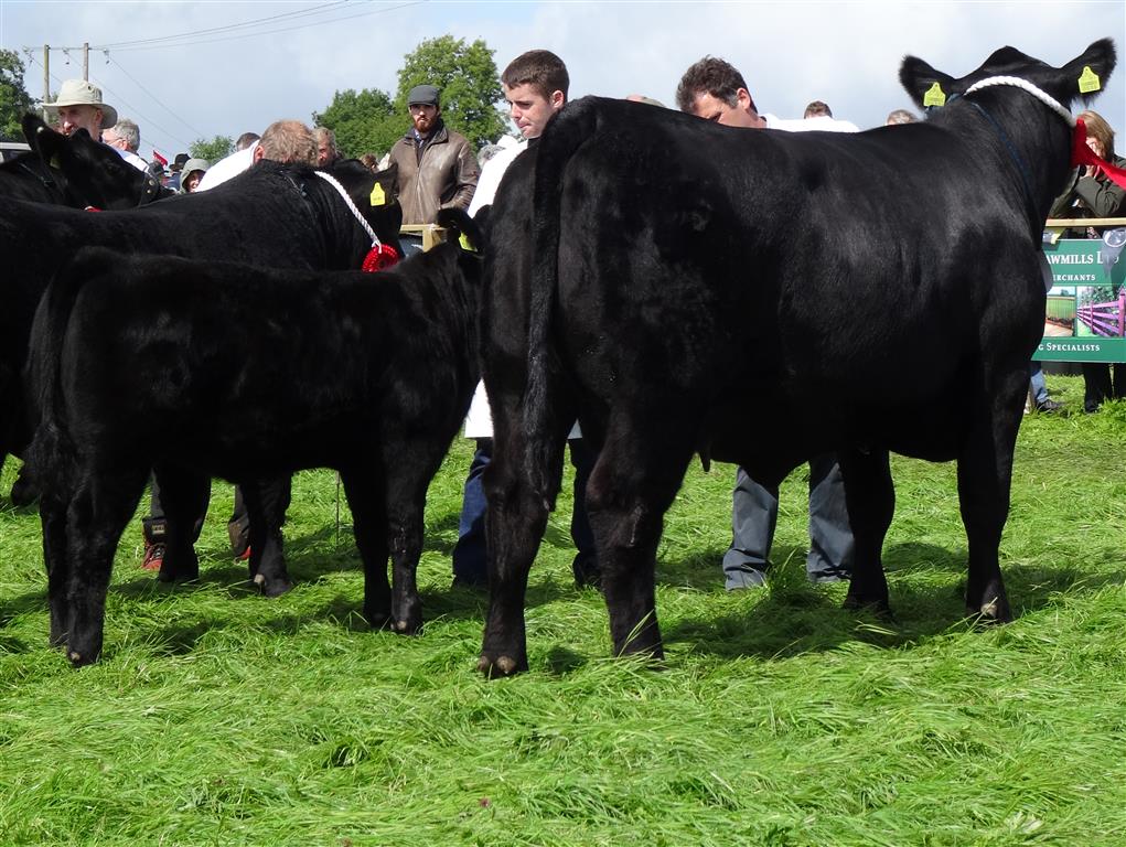 Goulding Missie P617 - Goulding Angus - Breeding pedigree Irish ...